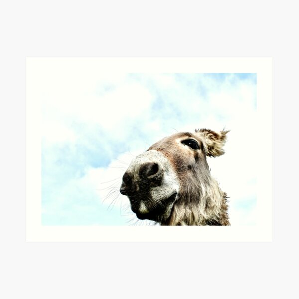 Wonky Donkey Gifts & Merchandise | Redbubble