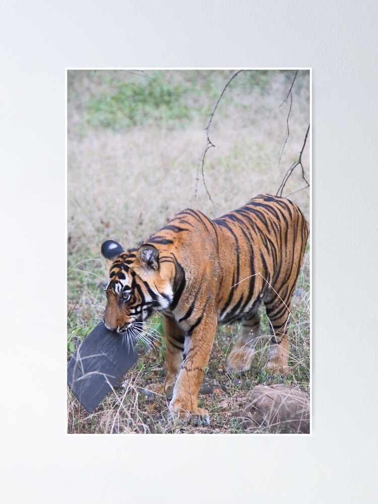 "Young Bengal Tiger Prowling" Poster by Carole-Anne | Redbubble