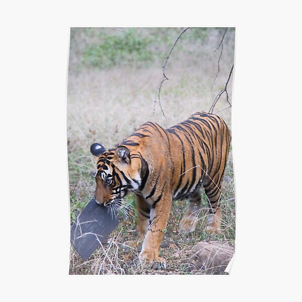 "Young Bengal Tiger Prowling" Poster by Carole-Anne | Redbubble