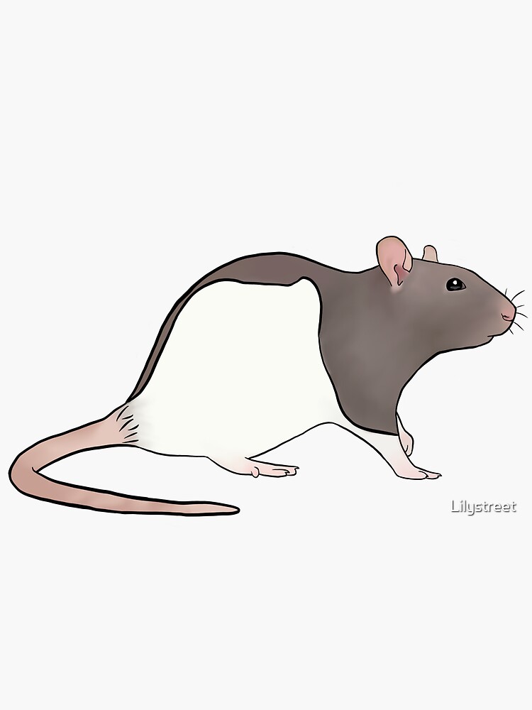 "Grey Hooded Fancy Rat" Sticker by Lilystreet | Redbubble