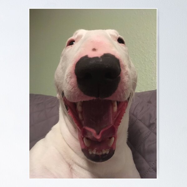 Póster for Sale con la obra «Walter dog meme - WALTER FELIZ SONRISA ...