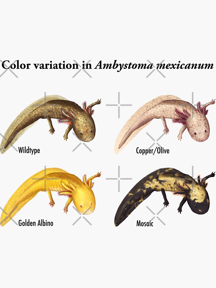 "Axolotl Color Variations" Sticker for Sale by seasofstars | Redbubble