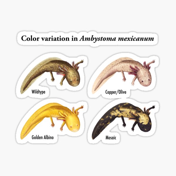 "Axolotl Color Variations" Sticker for Sale by seasofstars | Redbubble