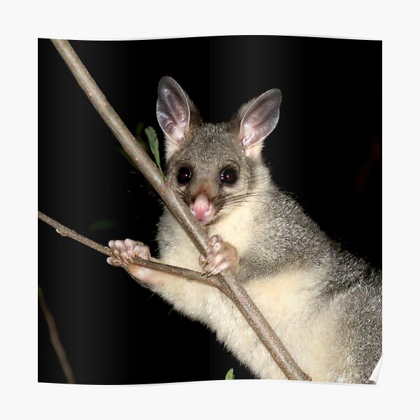 Australian brushtail possum" Poster for Sale by GeoPipics | Redbubble
