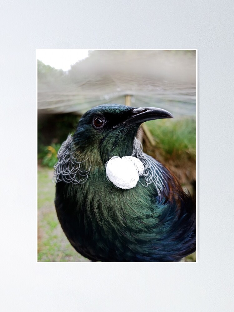 "Tui Bird New Zealand photograph" Poster by Saphtay | Redbubble