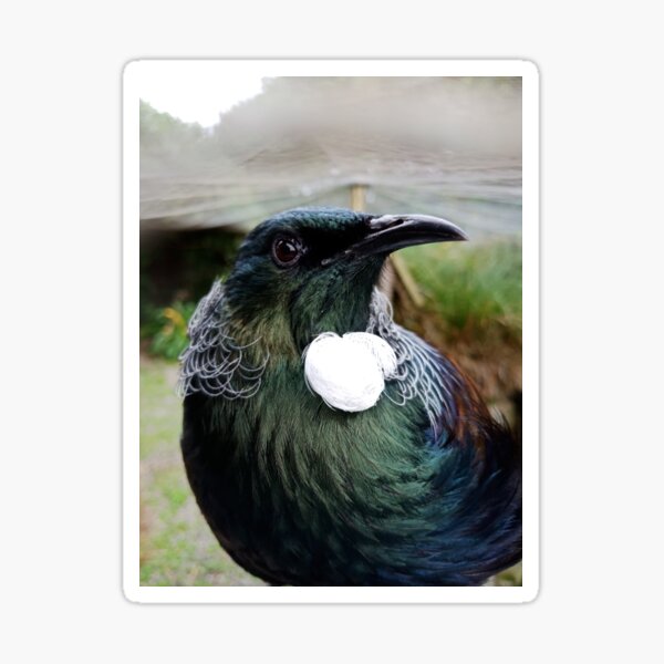 "Tui Bird New Zealand photograph" Sticker for Sale by Saphtay | Redbubble