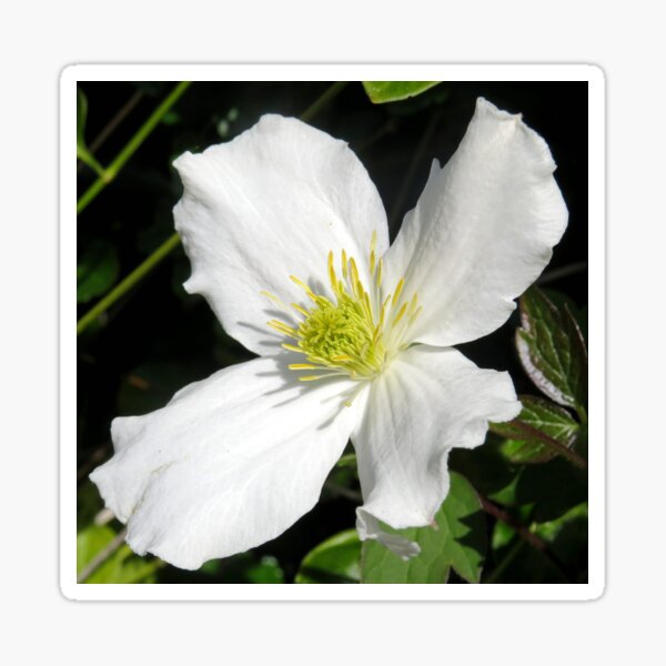 "clematis flower" Sticker for Sale by KathleenDawson | Redbubble