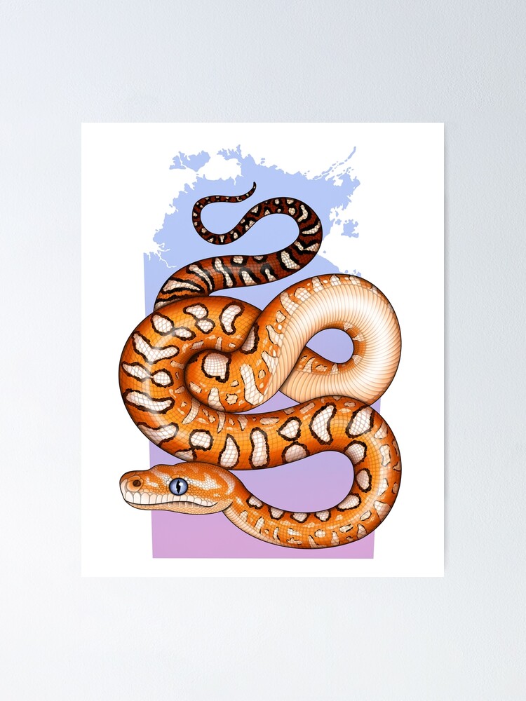 "Centralian Carpet Python NT" Poster by miss-varanus | Redbubble