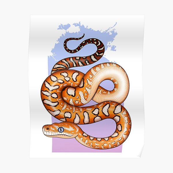 "Centralian Carpet Python NT" Poster by miss-varanus | Redbubble