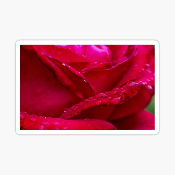 "pink" Sticker by samben1 | Redbubble