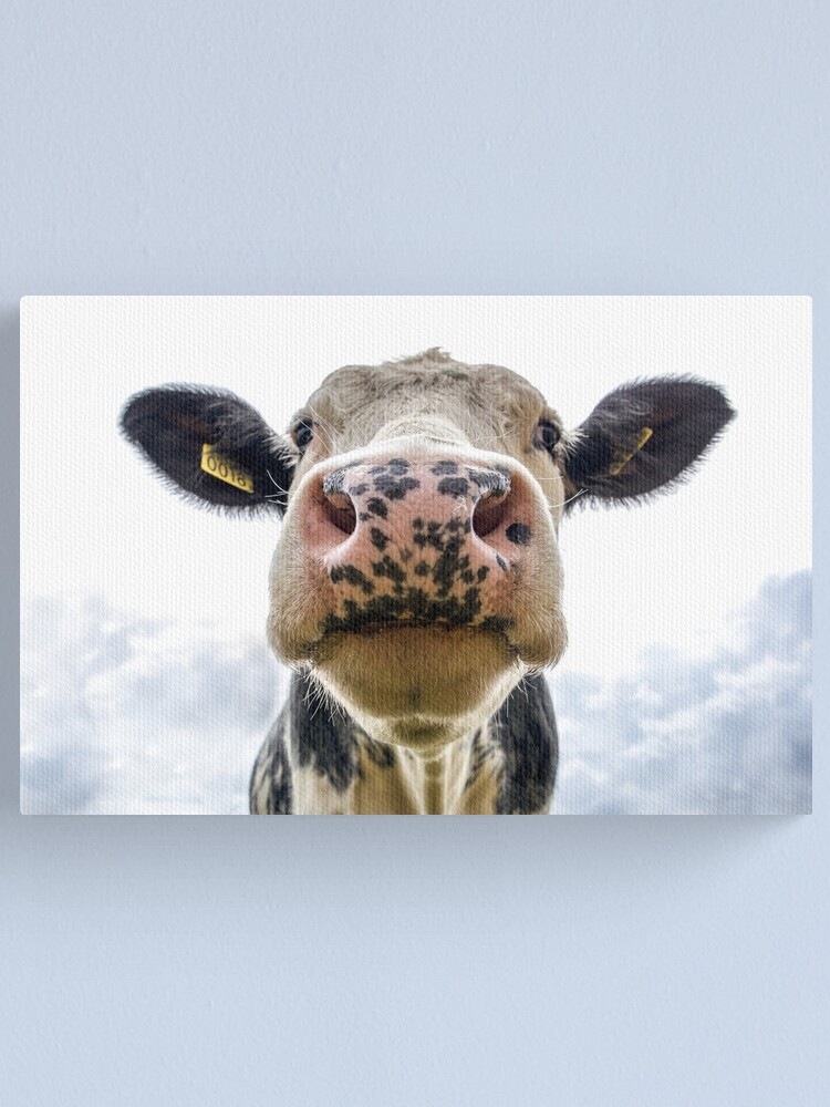 "Holy cow design" Canvas Print by Lilledesign | Redbubble
