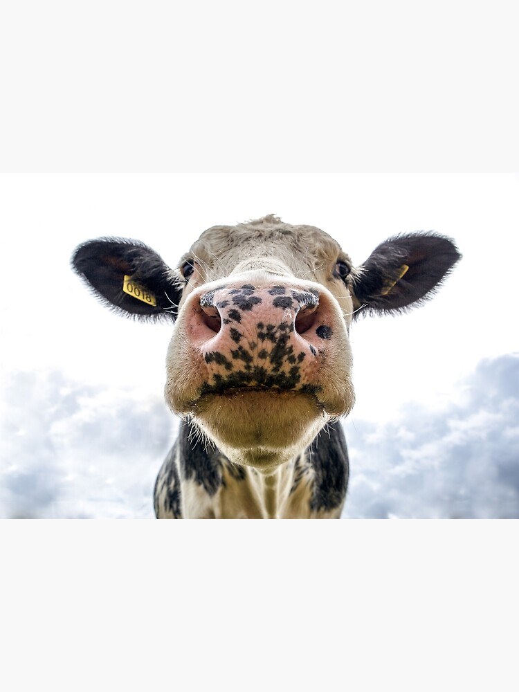 "Holy cow design" Canvas Print by Lilledesign | Redbubble