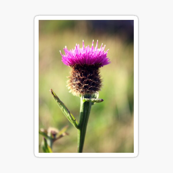 "Scottish Thistle" Sticker for Sale by jmitchell10 | Redbubble