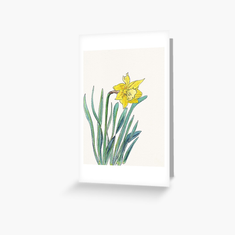 "Sweet Daffodil" Greeting Card for Sale by littlerinder | Redbubble