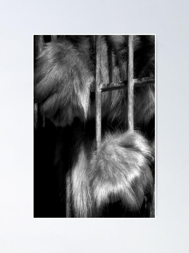 "Why" Poster for Sale by puffkitty3 | Redbubble