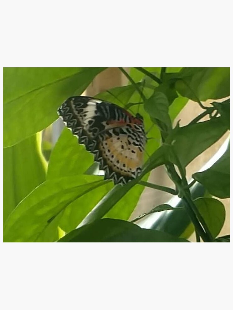"DC Butterflies #24" Sticker by LA-SHOP | Redbubble