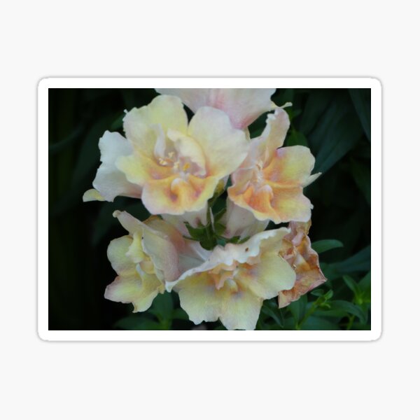 "Snapdragons" Sticker by lmocimages | Redbubble