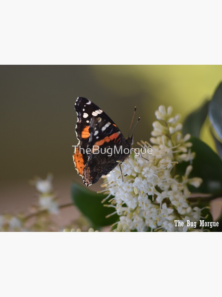 "Red Admiral" Sticker by TheBugMorgue | Redbubble