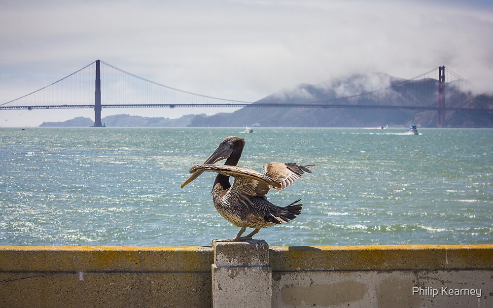 "Pelican, San Francisco" by Philip Kearney | Redbubble