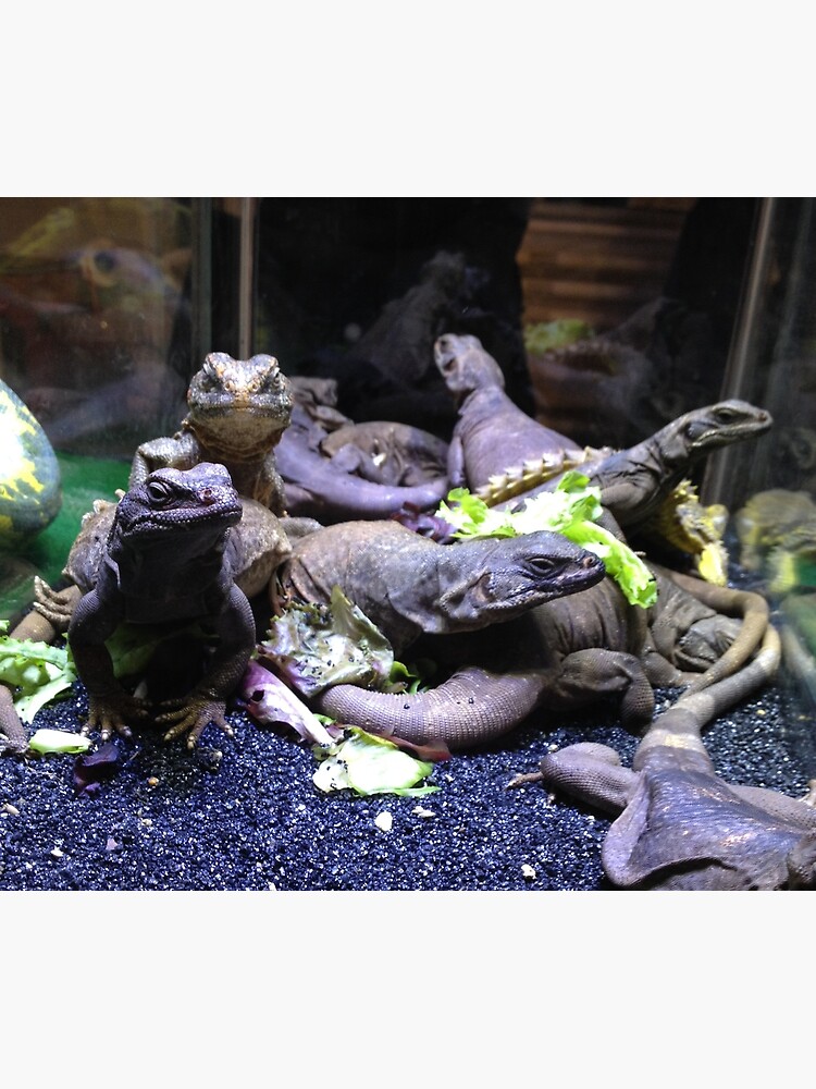 "Lounge Lizards" Poster for Sale by ruechari | Redbubble