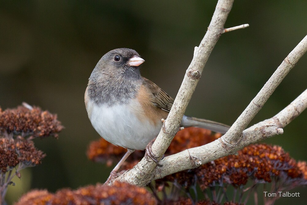 "Female Dark-eyed Junco" by Tom Talbott | Redbubble