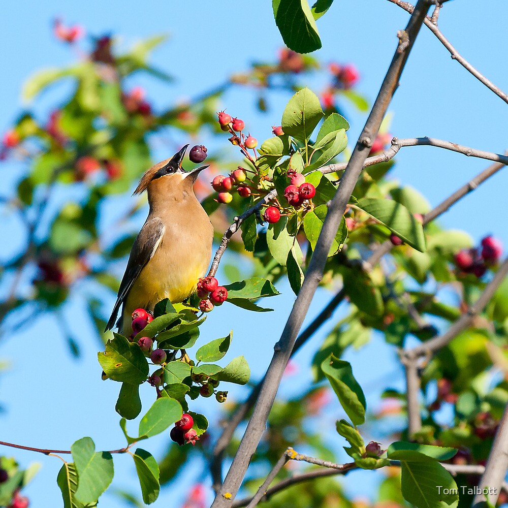 "Cedar Waxwing Berry Juggle" by Tom Talbott | Redbubble
