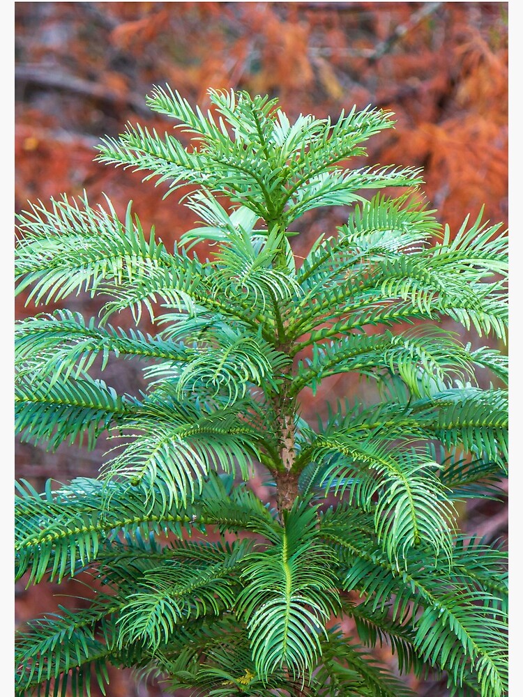 "The Wollemi Pine Tree; A Living Fossil" Journal for Sale by ...