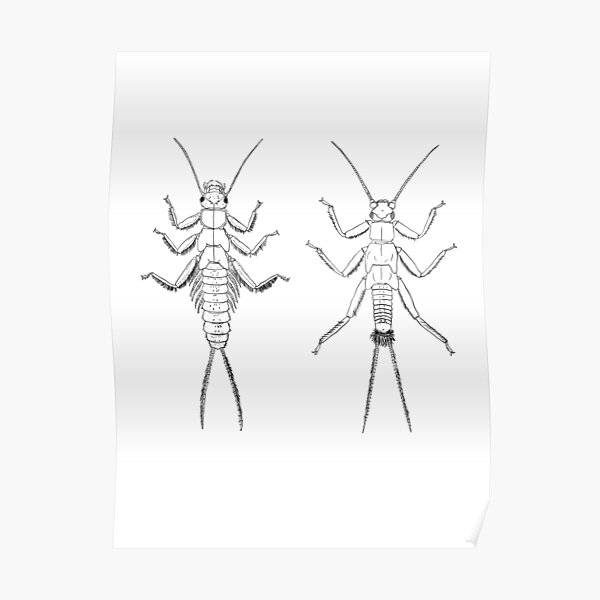 "Double Bugs" Poster for Sale by lolla-doesstuff | Redbubble