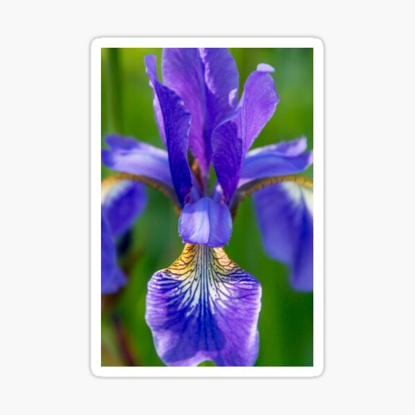 "Iris " Sticker for Sale by AMoncurPhoto | Redbubble
