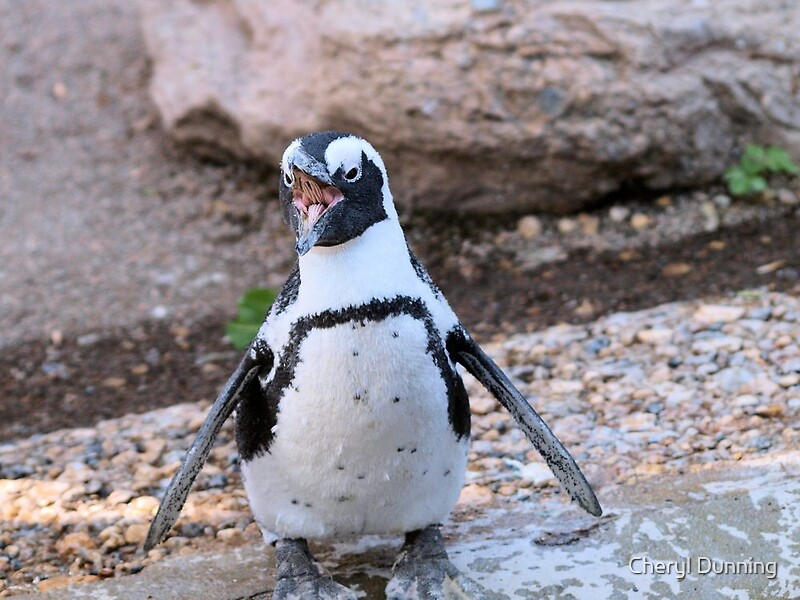 "where's my fish?" by Cheryl Dunning | Redbubble