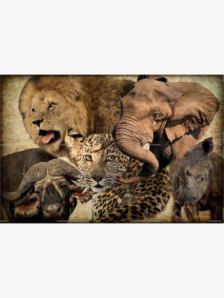 "AFRICA'S BIG FIVE" Poster for Sale by mags | Redbubble