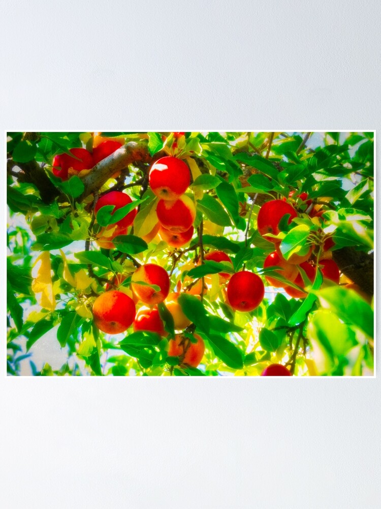 "Red Apple Tree" Poster for Sale by IMAGETAKERS | Redbubble