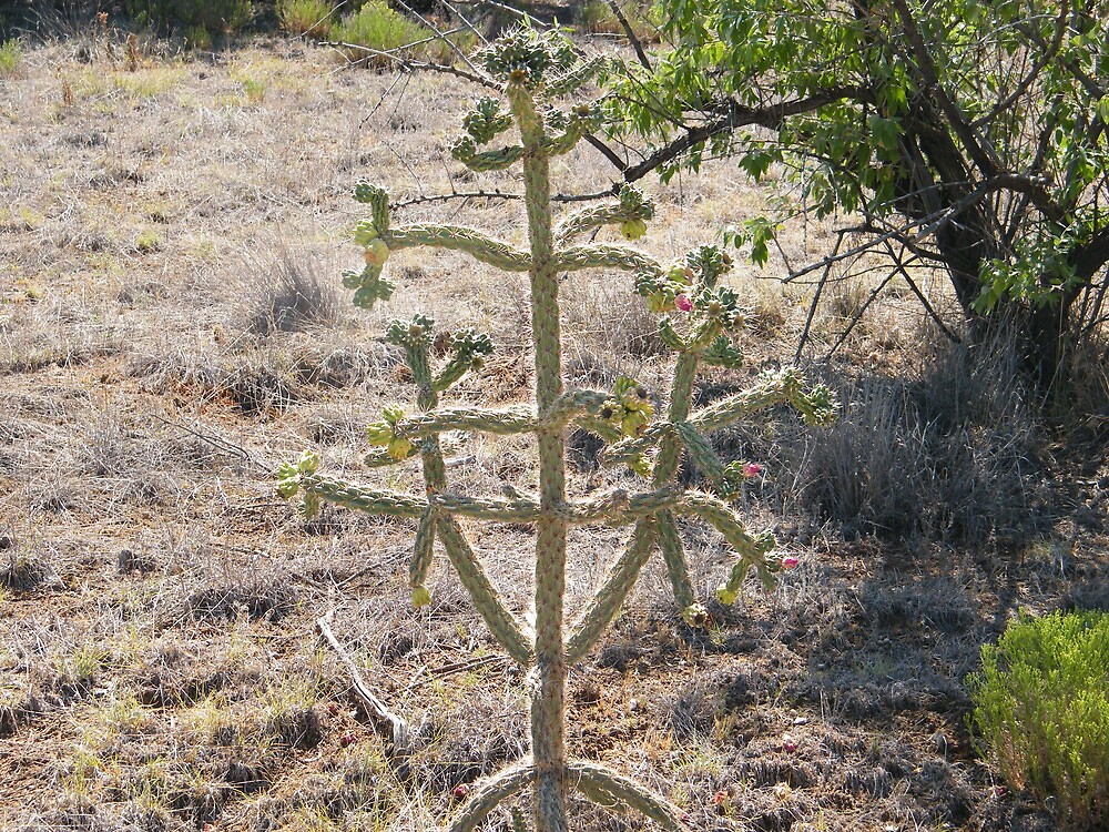 "Heart-Shaped Cactus, Santa Fe, New Mexico, NM" by lenspiro | Redbubble