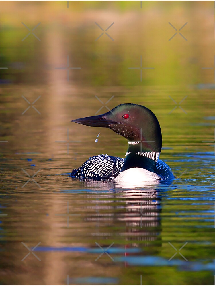 "Common Loon" Sticker for Sale by darby8 | Redbubble