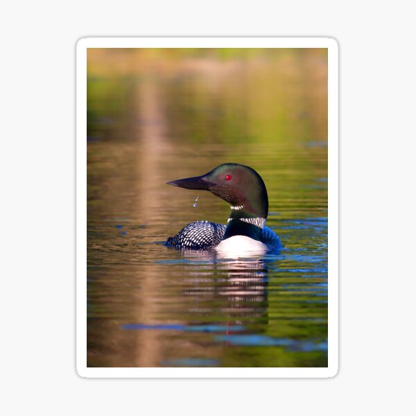 "Common Loon" Sticker for Sale by darby8 | Redbubble