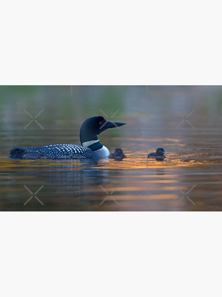 "Spotlight - Common Loon" Sticker for Sale by darby8 | Redbubble