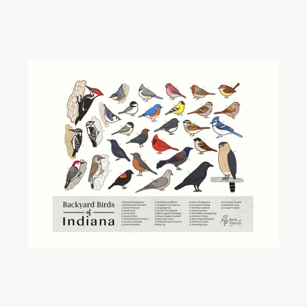 "Indiana - Backyard Birds of Indiana Field Guide Print - Bird Art Print ...