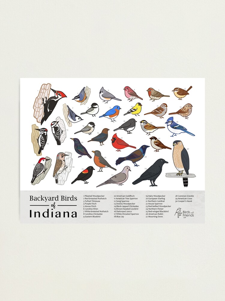 Indiana Birds Identification Backyard Birds Of Indiana Bird Watching