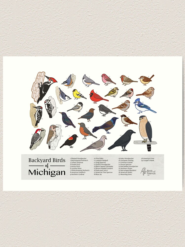"Michigan - Backyard Birds of Michigan Field Guide Print - Bird Art ...