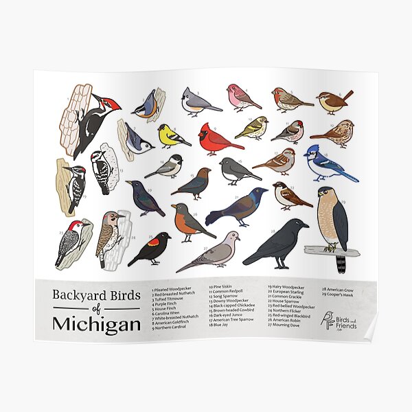 "Michigan - Backyard Birds of Michigan Field Guide Print - Bird Art ...