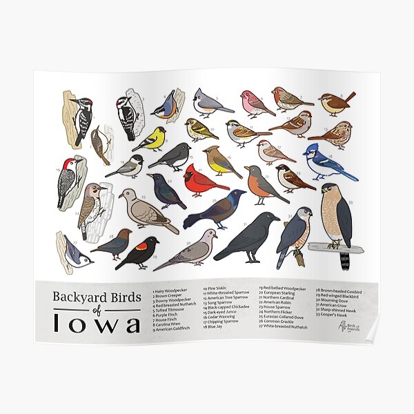 "Iowa - Backyard Birds of Iowa Field Guide Print - Bird Art Print ...