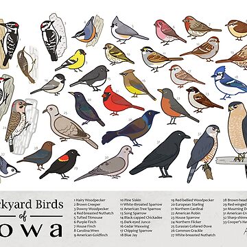"Iowa - Backyard Birds of Iowa Field Guide Print - Bird Art Print ...