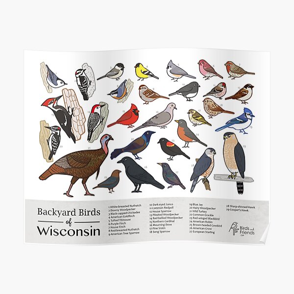 "Wisconsin - Backyard Birds of Wisconsin Field Guide Print - Bird Art ...