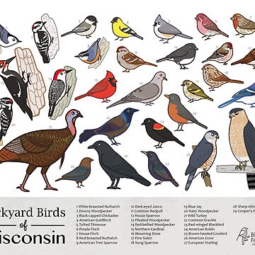 "Wisconsin - Backyard Birds of Wisconsin Field Guide Print - Bird Art ...