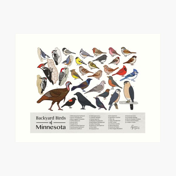 "Minnesota - Backyard Birds of Minnesota Field Guide Print - Bird Art ...