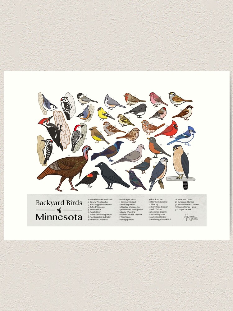 "Minnesota - Backyard Birds of Minnesota Field Guide Print - Bird Art ...