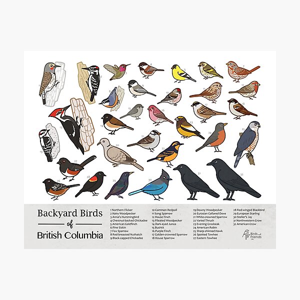 "British Columbia - Backyard Birds of British Columbia Field Guide ...