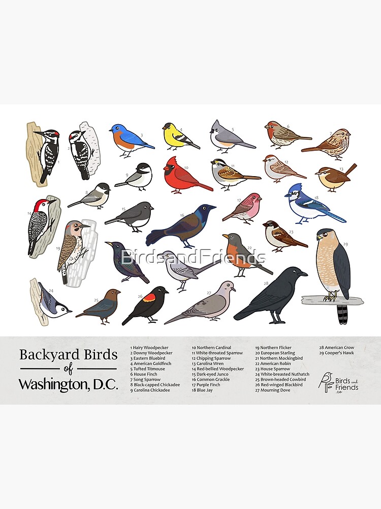 Lámina fotográfica «Washington, D.C. - Backyard Birds of Washington, D ...