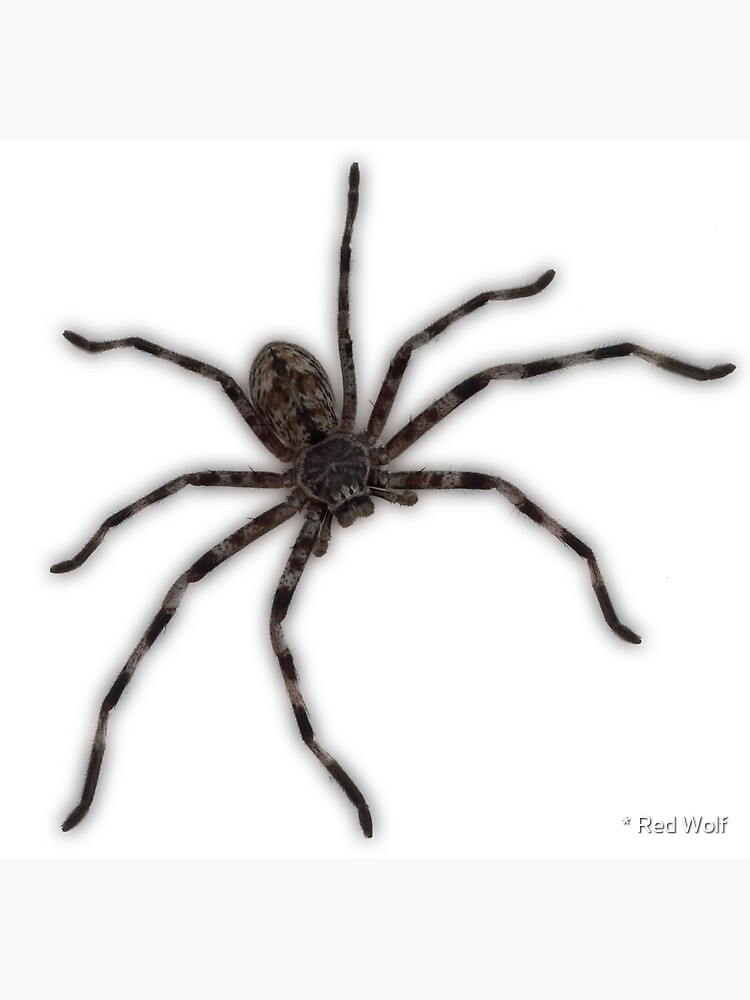 "Huntsman Spider (Delena cancerides)" Sticker for Sale by redwolfoz ...