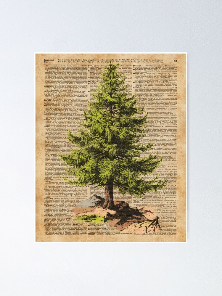 "Pine Tree,Cedar Tree,Forest,Nature Dictionary Art,Christmas Tree ...